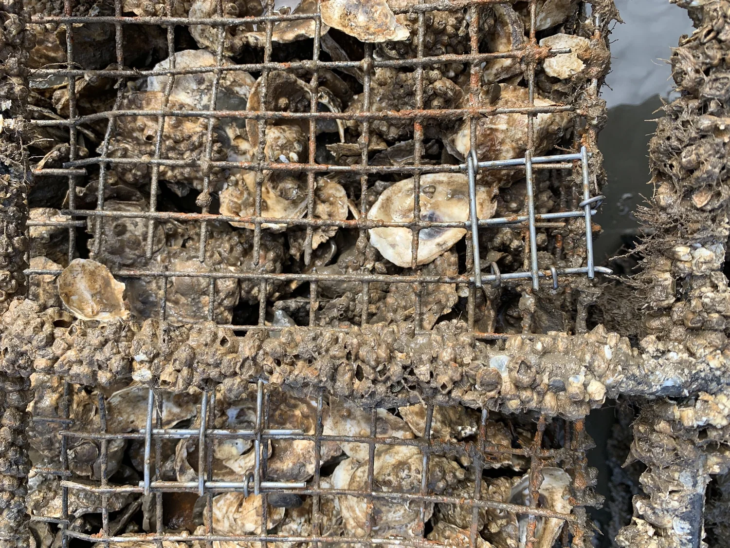 Scientific Research — Billion Oyster Project