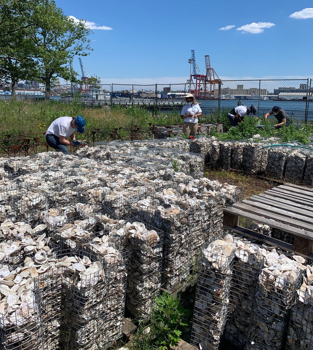 Billion Oyster Project to Scale Oyster Capacity by 500% this Summer ...