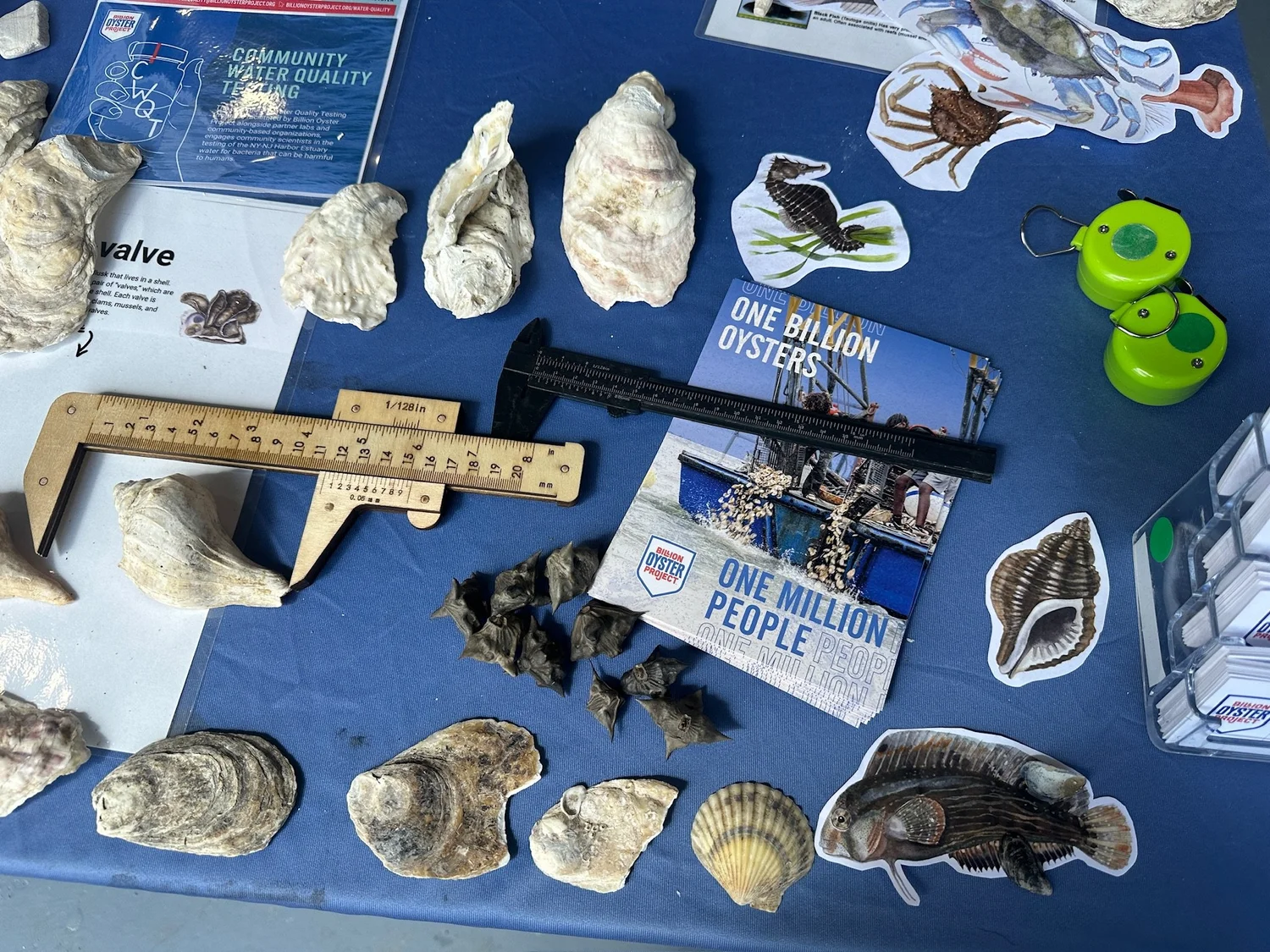 Ambassador Program — Billion Oyster Project