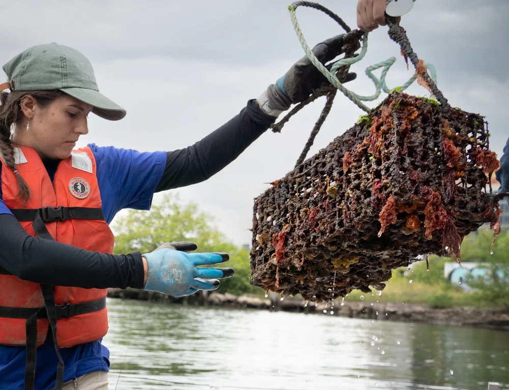 We're restoring NYC's oyster reefs — Billion Oyster Project