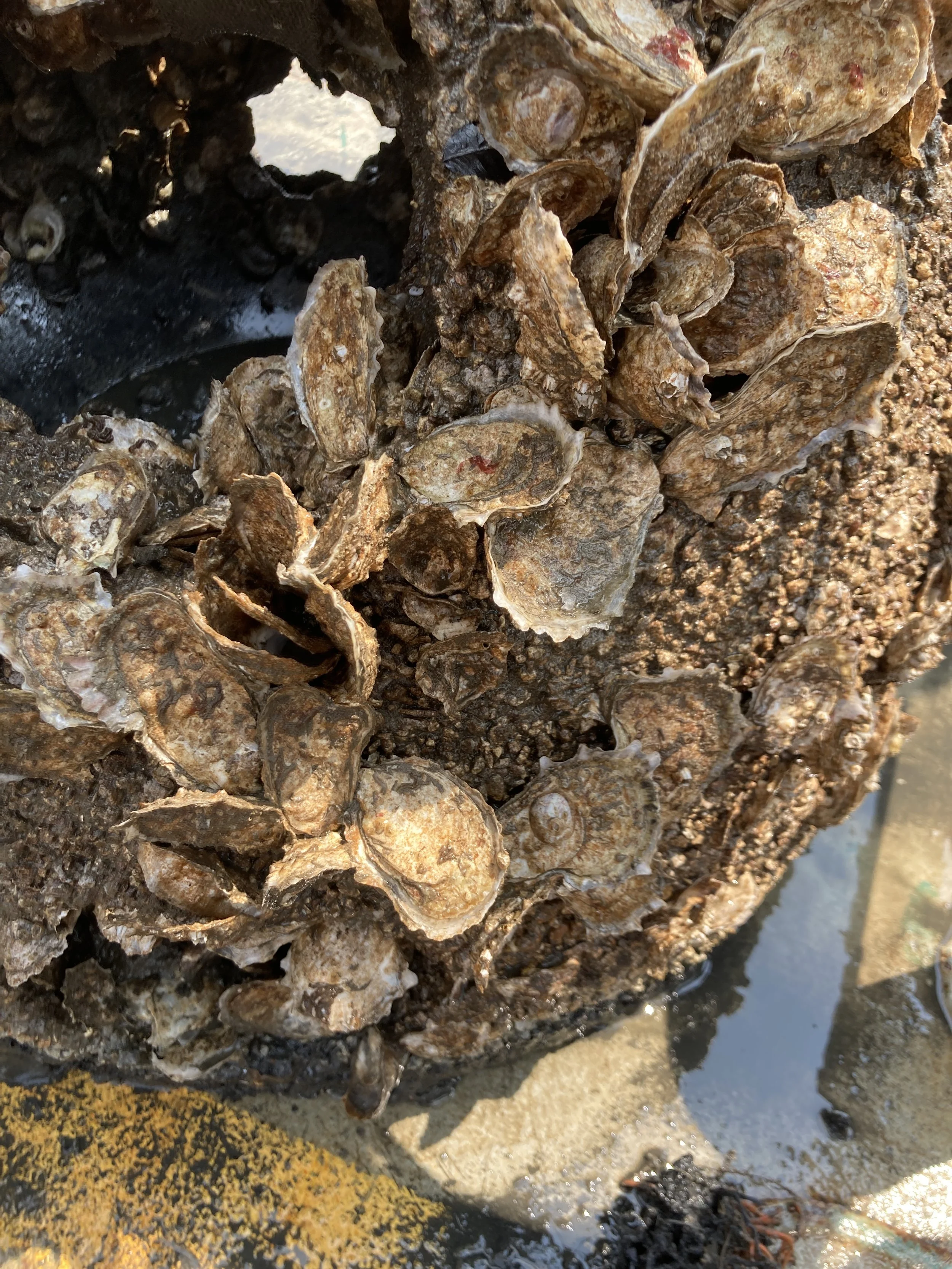 Scientific Research — Billion Oyster Project