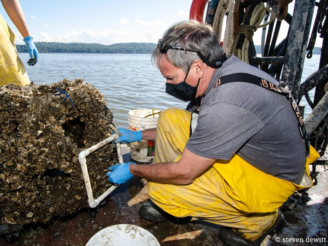 Scientific Research — Billion Oyster Project