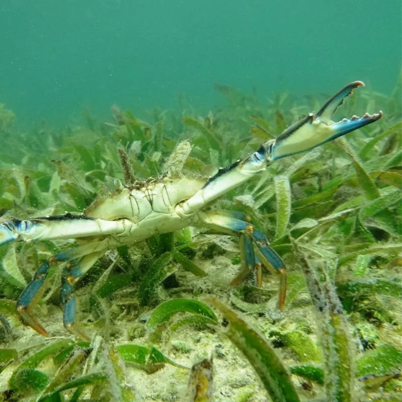 How Estuaries Shape Our Oceans—and Why That Matters — Billion Oyster ...