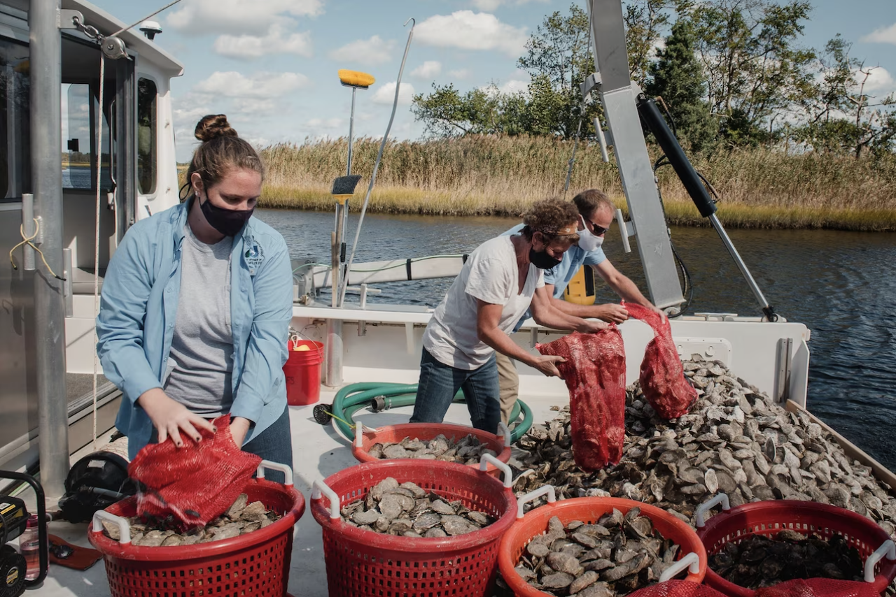 PRESS — Billion Oyster Project