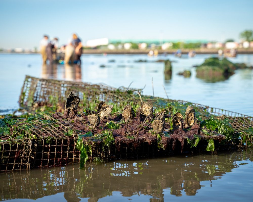We're restoring NYC's oyster reefs — Billion Oyster Project