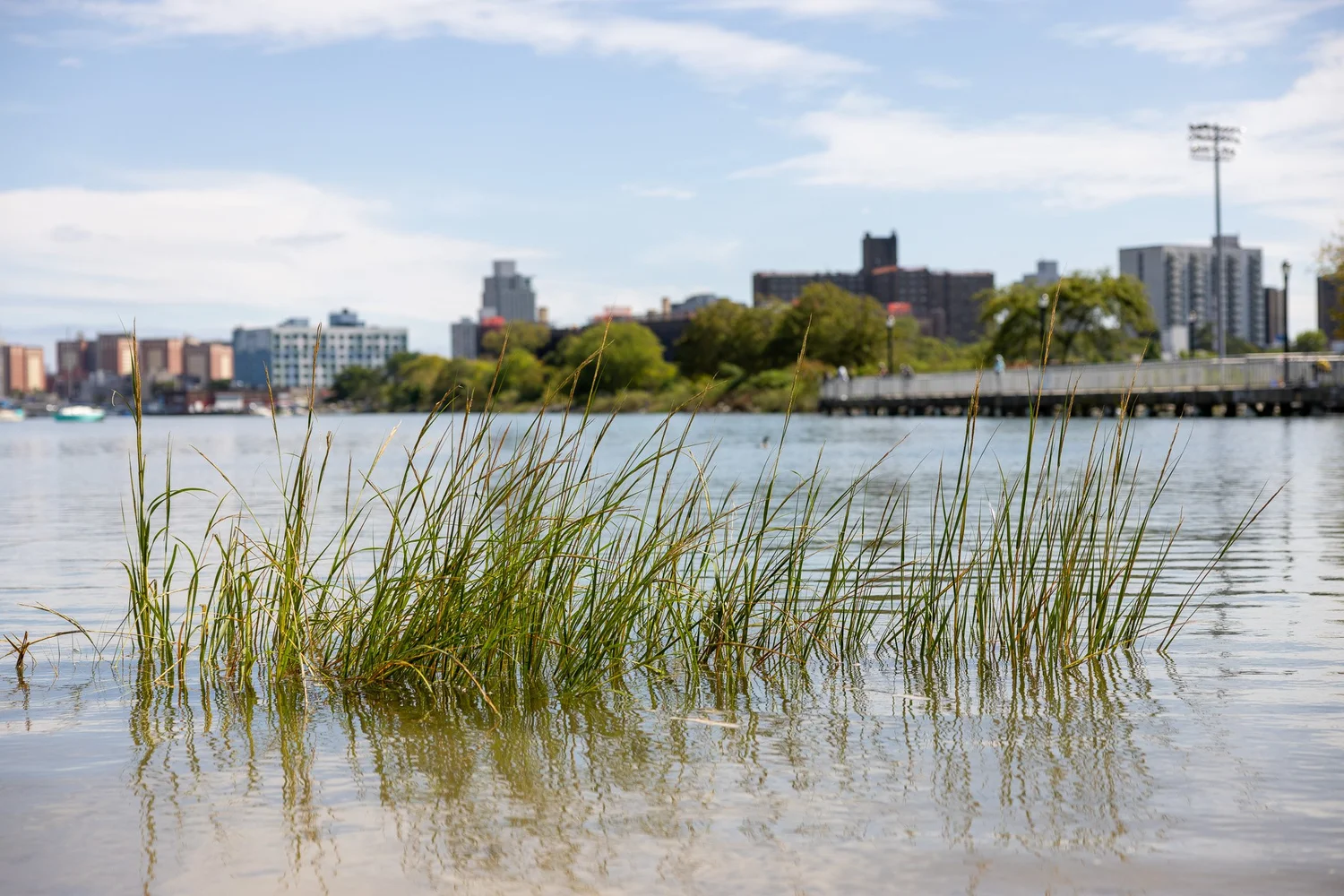 How Estuaries Shape Our Oceans—and Why That Matters — Billion Oyster ...
