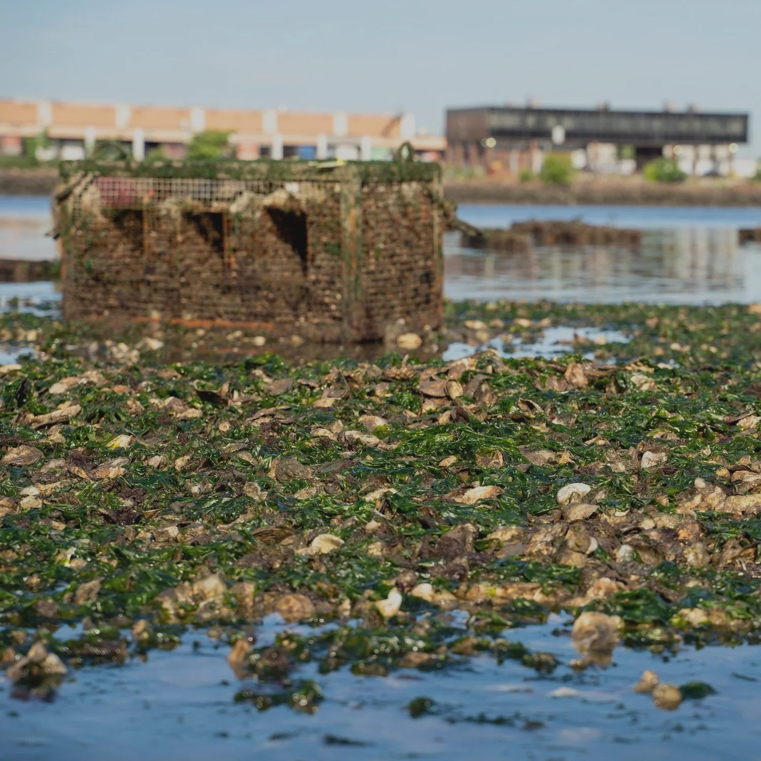 We're restoring NYC's oyster reefs — Billion Oyster Project
