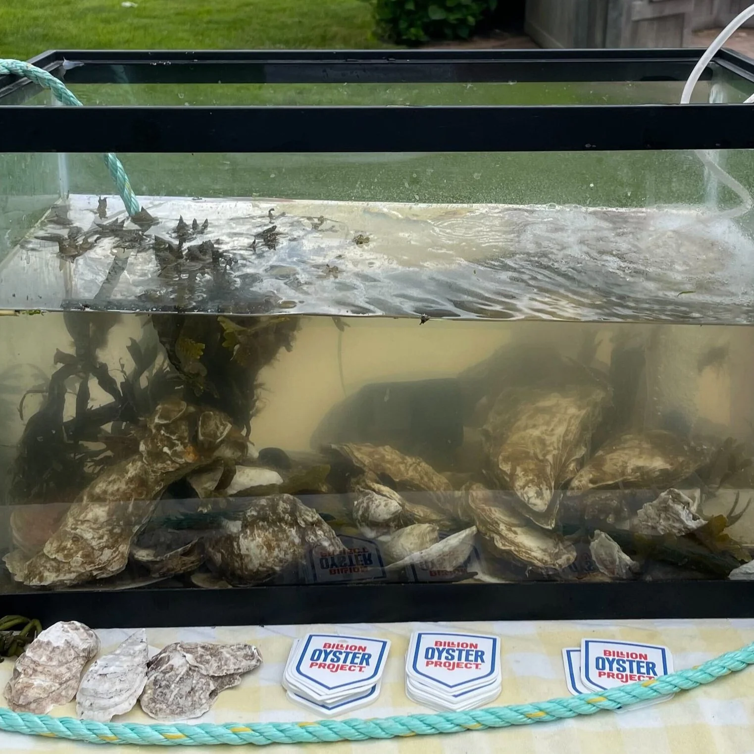 We're restoring NYC's oyster reefs — Billion Oyster Project