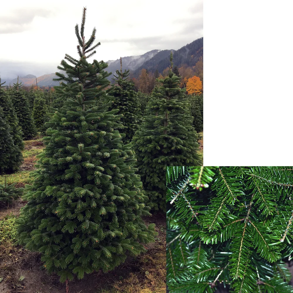 Trees — Alpine Meadows