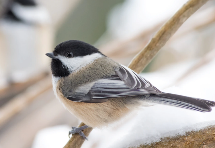 Chickadee- Approaching God Boldly — LaurieKehler.com