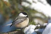 Chickadee- Approaching God Boldly — LaurieKehler.com