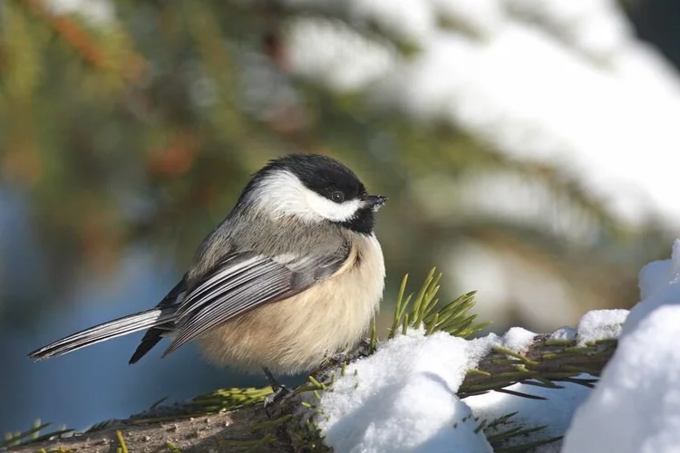 Chickadee- Approaching God Boldly — LaurieKehler.com