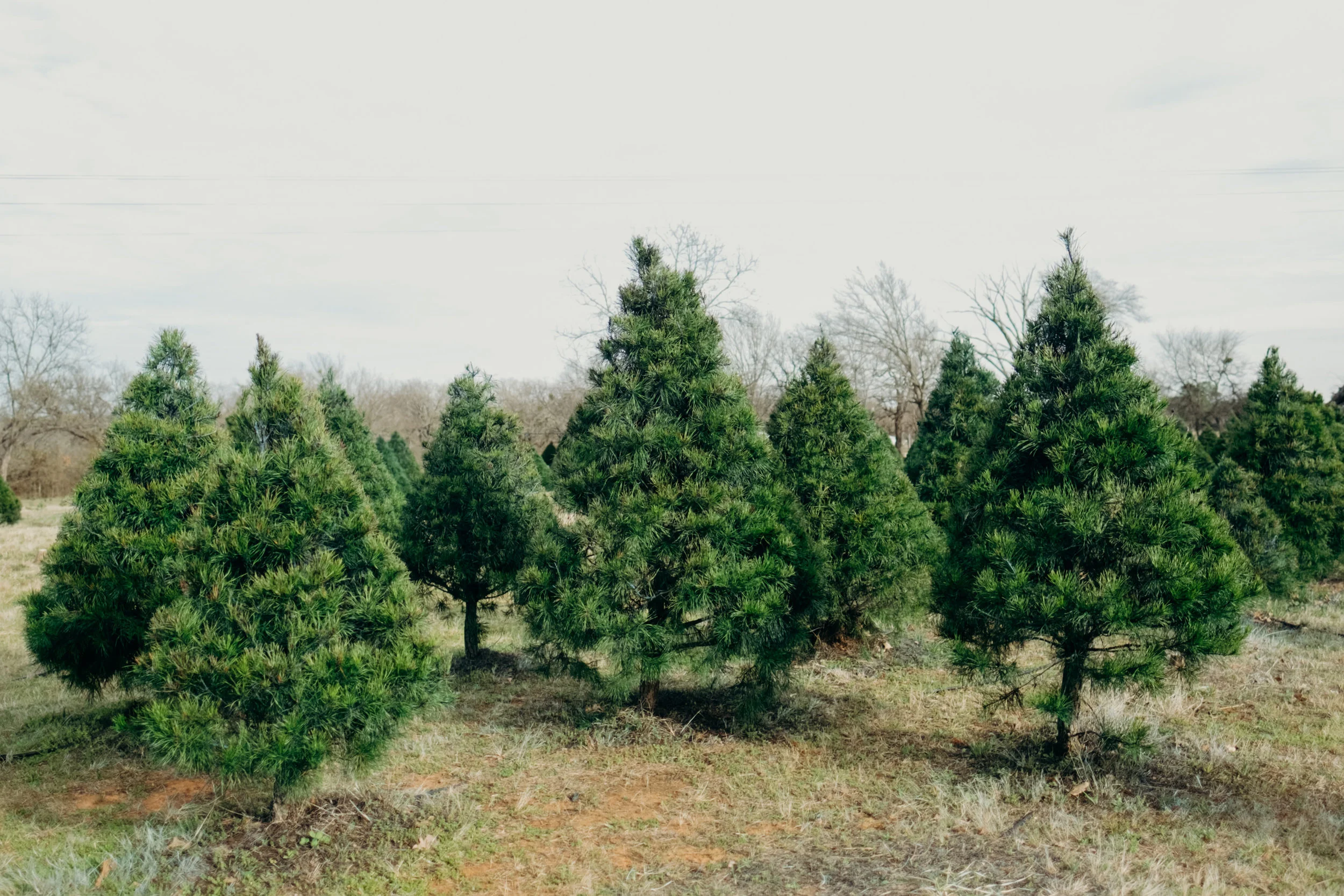Sunset Hill Tree Farm