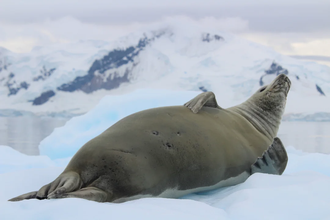 Antarctic Seals Kate Dernocoeur