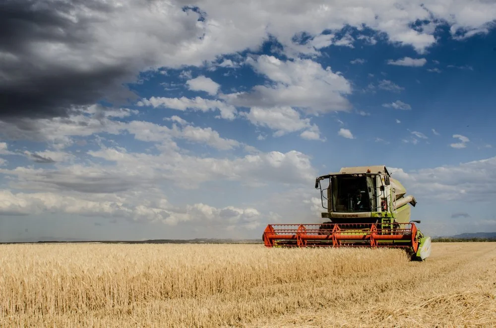 The process of making regeneratively farmed rapeseed oil — littleseed