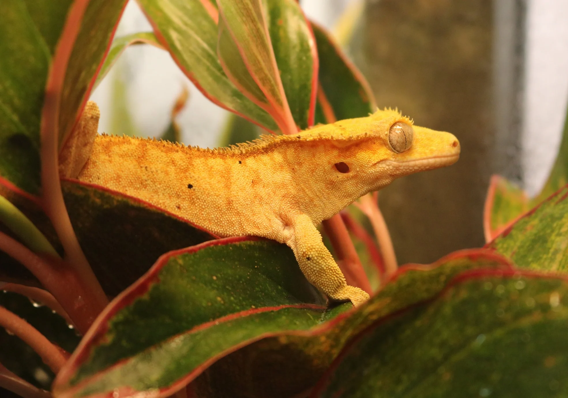 Crested Gecko Jumping