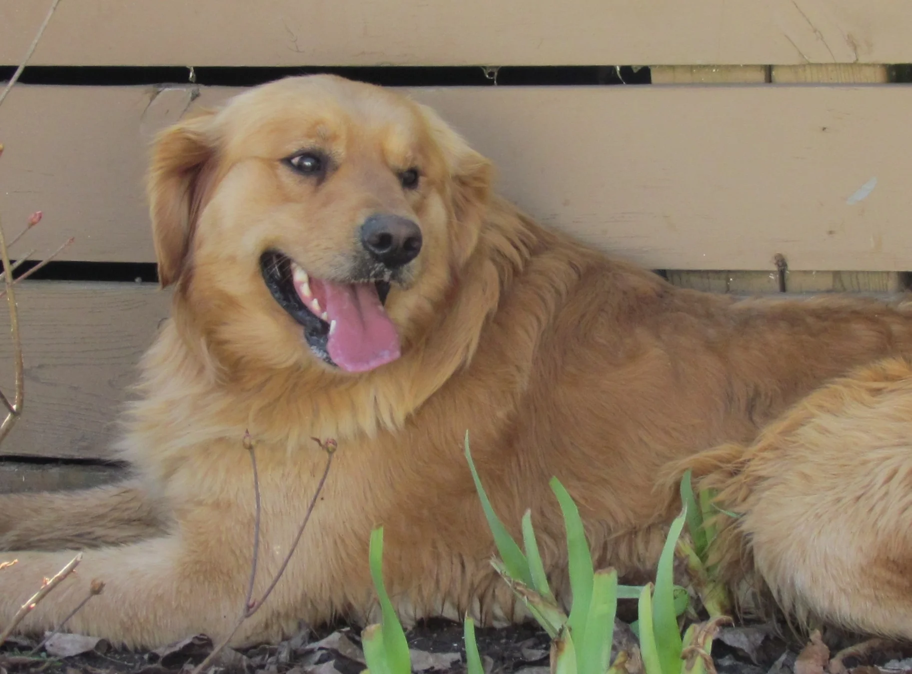 Our Goldens — Northland Goldens