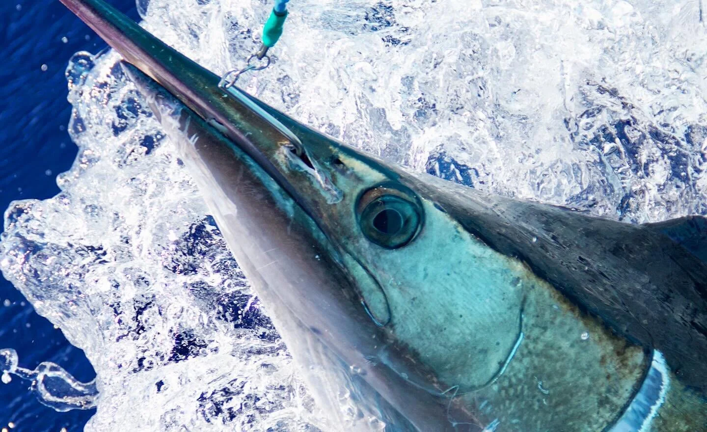 The Pictures — Marlin Magic - Kona Sport Fishing Charter