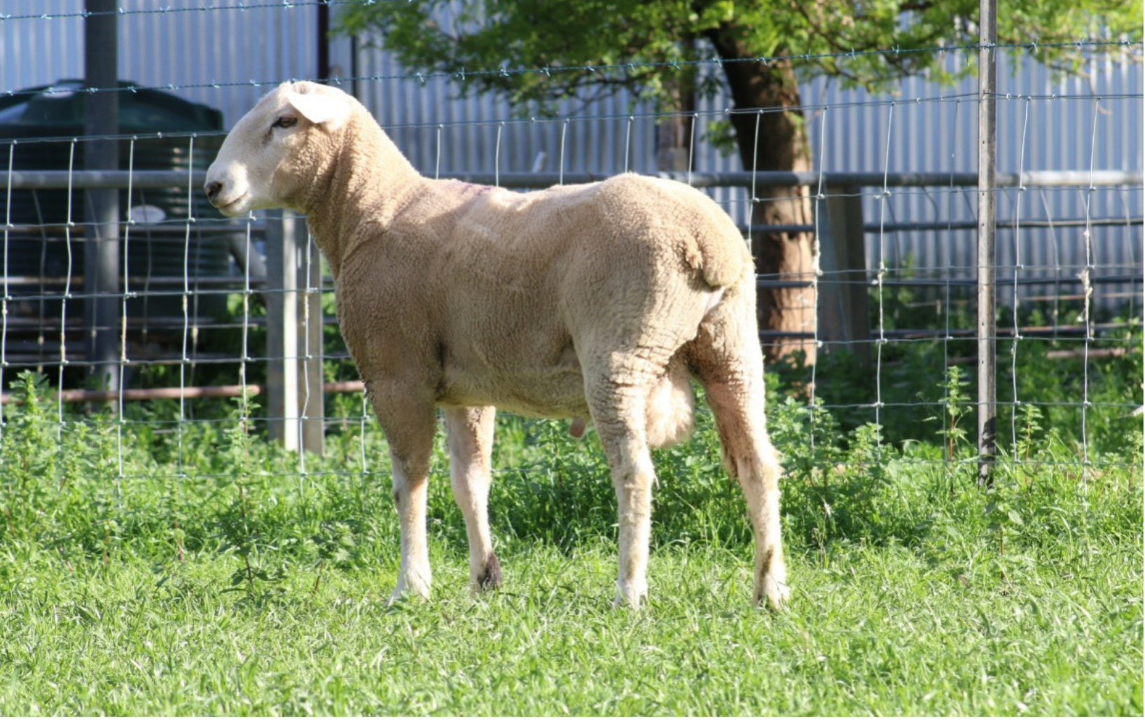 Sires — Willows Prime Lamb Genetics