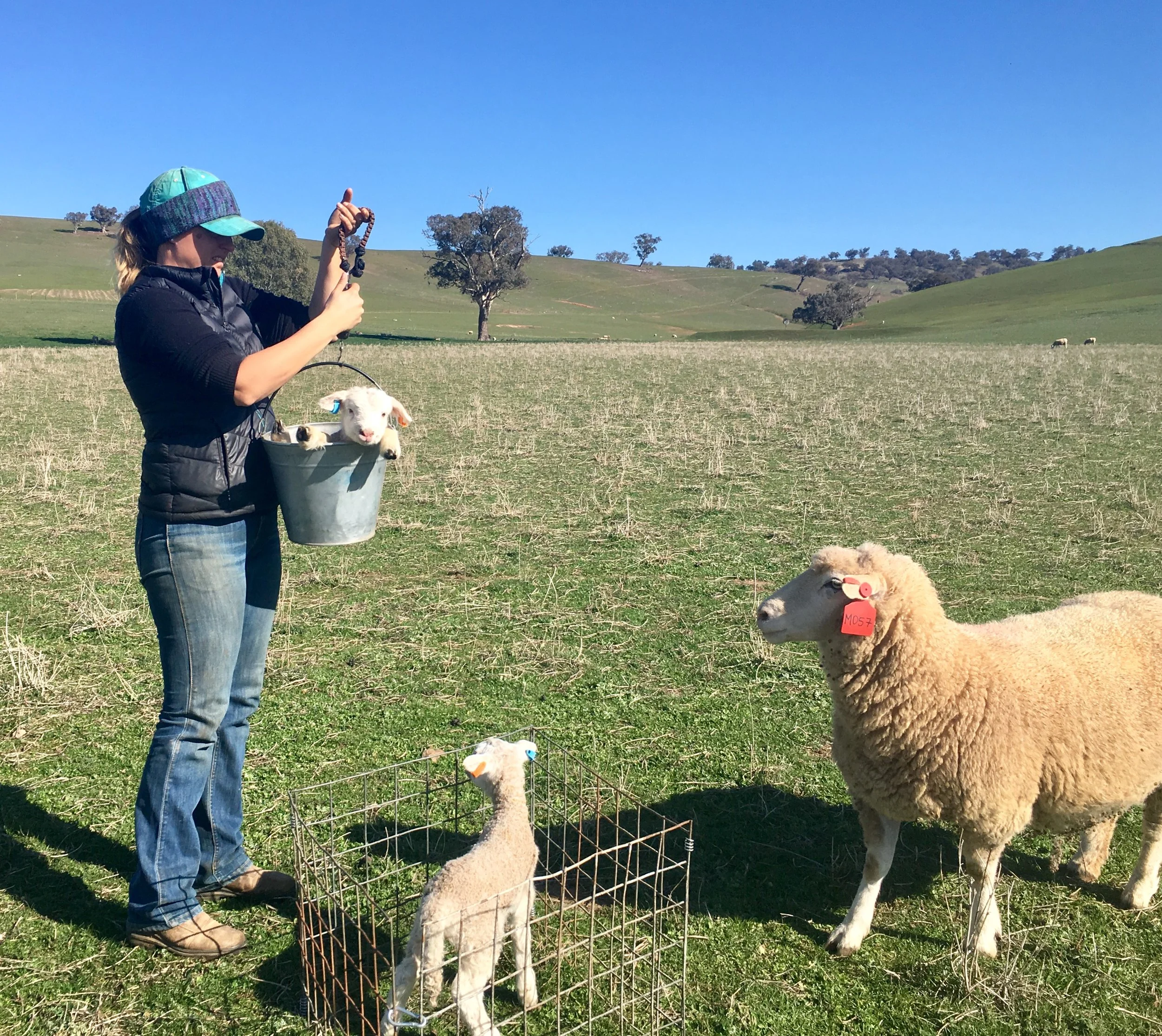 LAMBPLAN — Willows Prime Lamb Genetics
