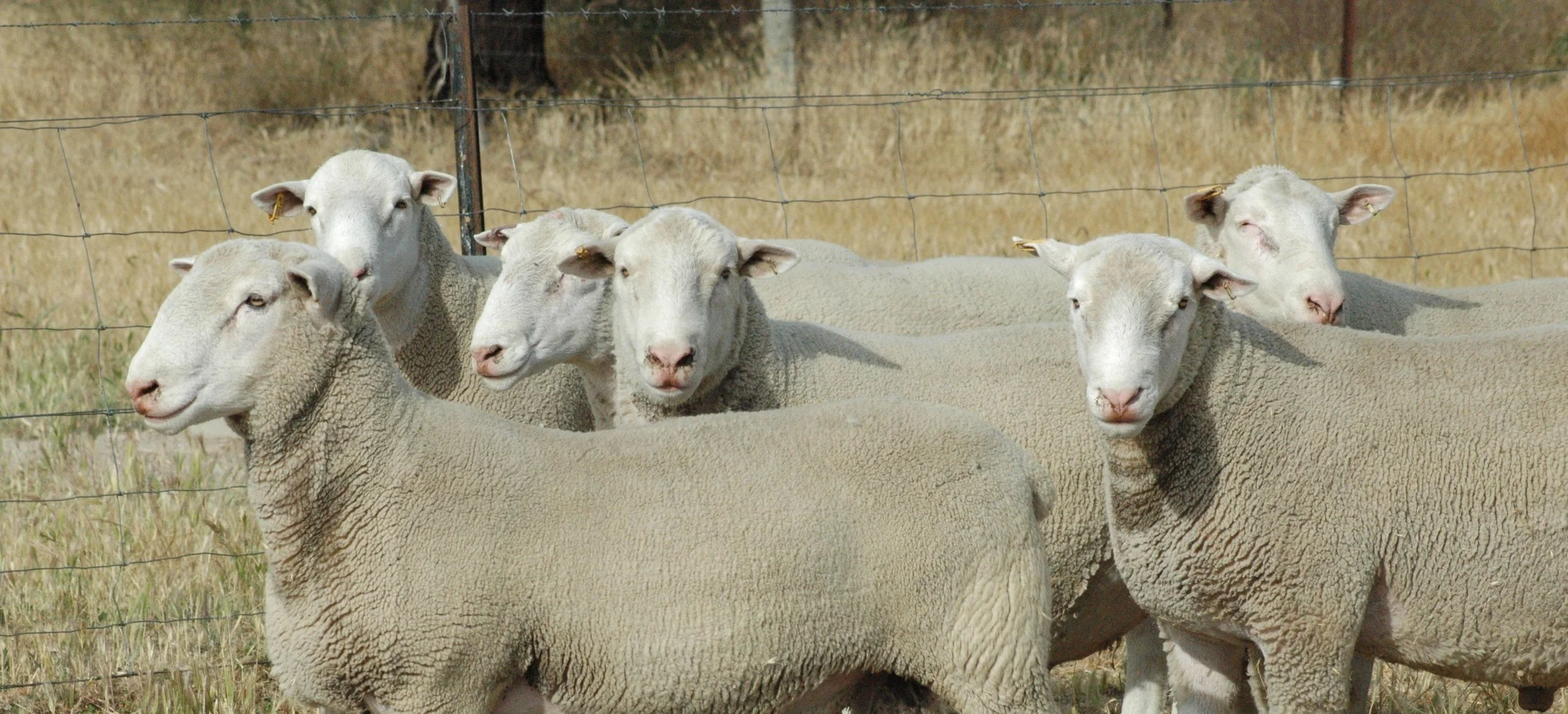 Willows Prime Lamb Genetics
