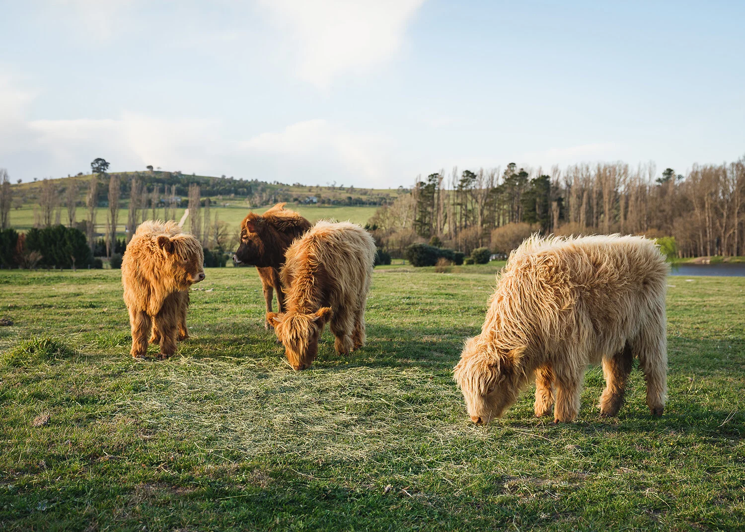 Unique Farm Stay Accommodation - Our Historic Accommodation
