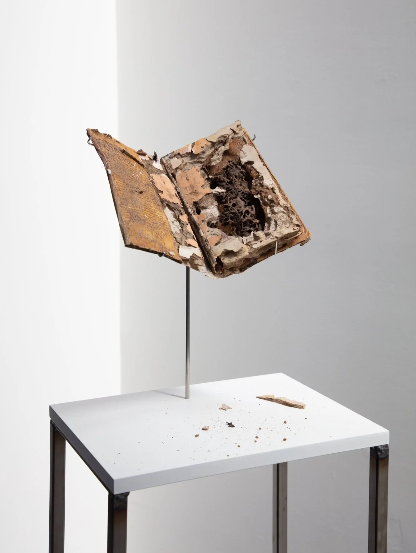 Termite books — Liss Fenwick