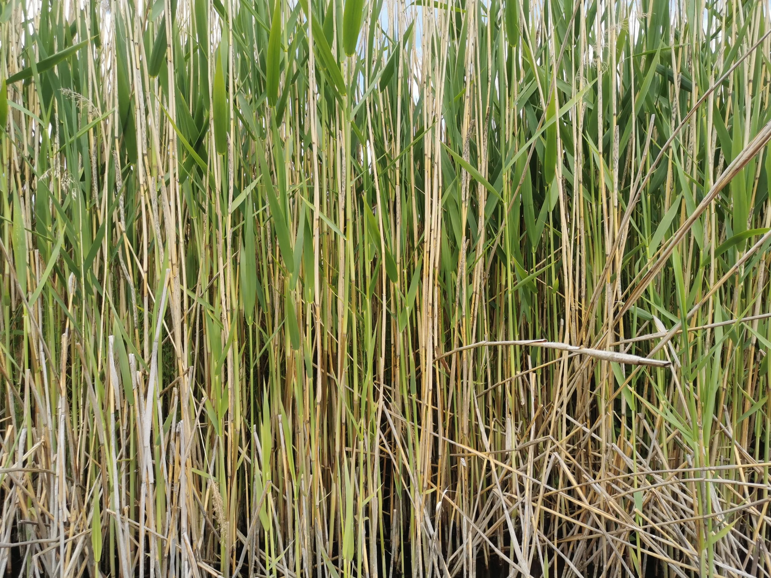 Reed Harvest And Nutrient Removal Reed Harvest And Nutrient Removal