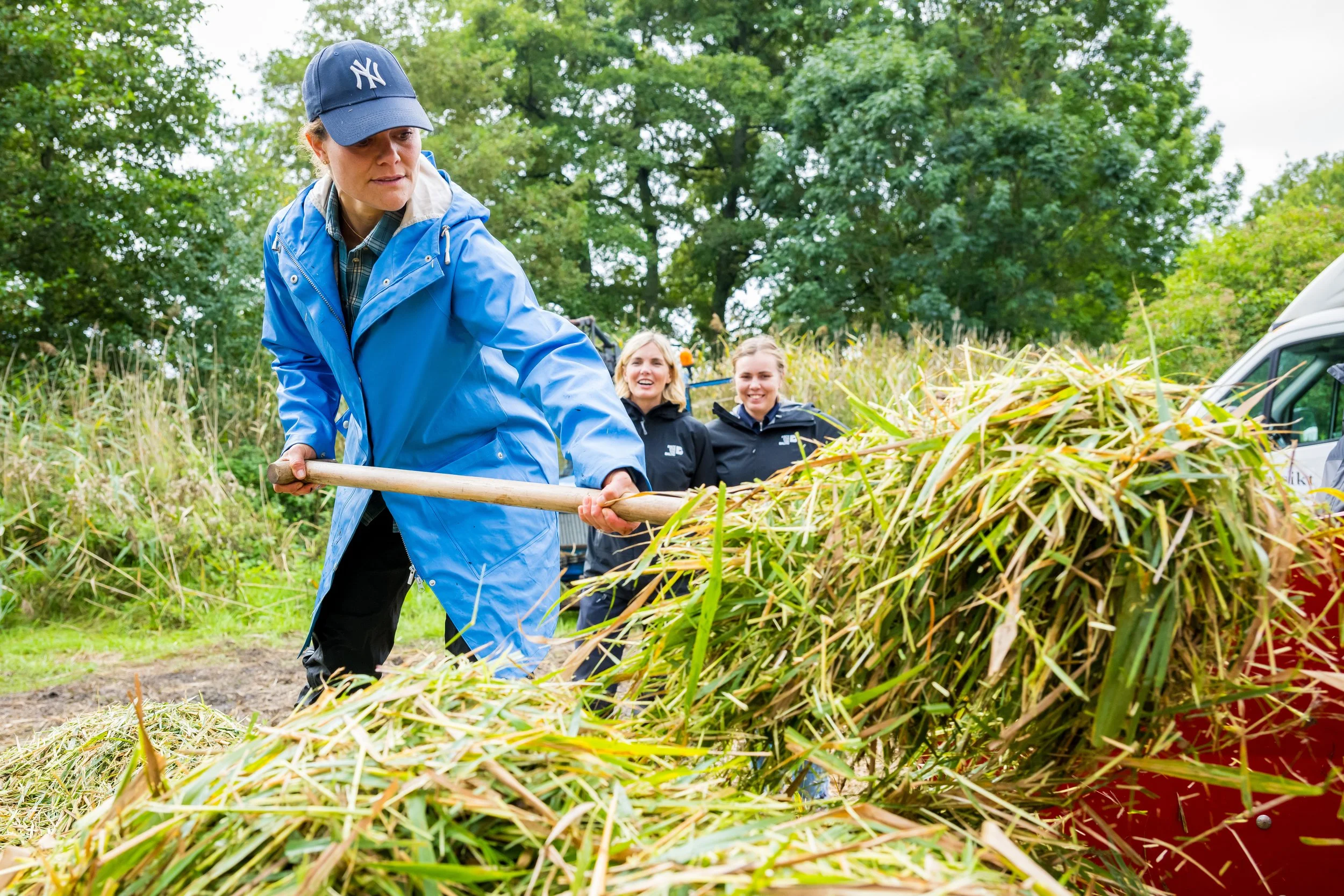 Reed harvest and nutrient removal
