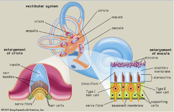 Physiotherapy for BPPV — Restore Function Physiotherapy Physiotherapy for BPPV — Restore Function Physiotherapy