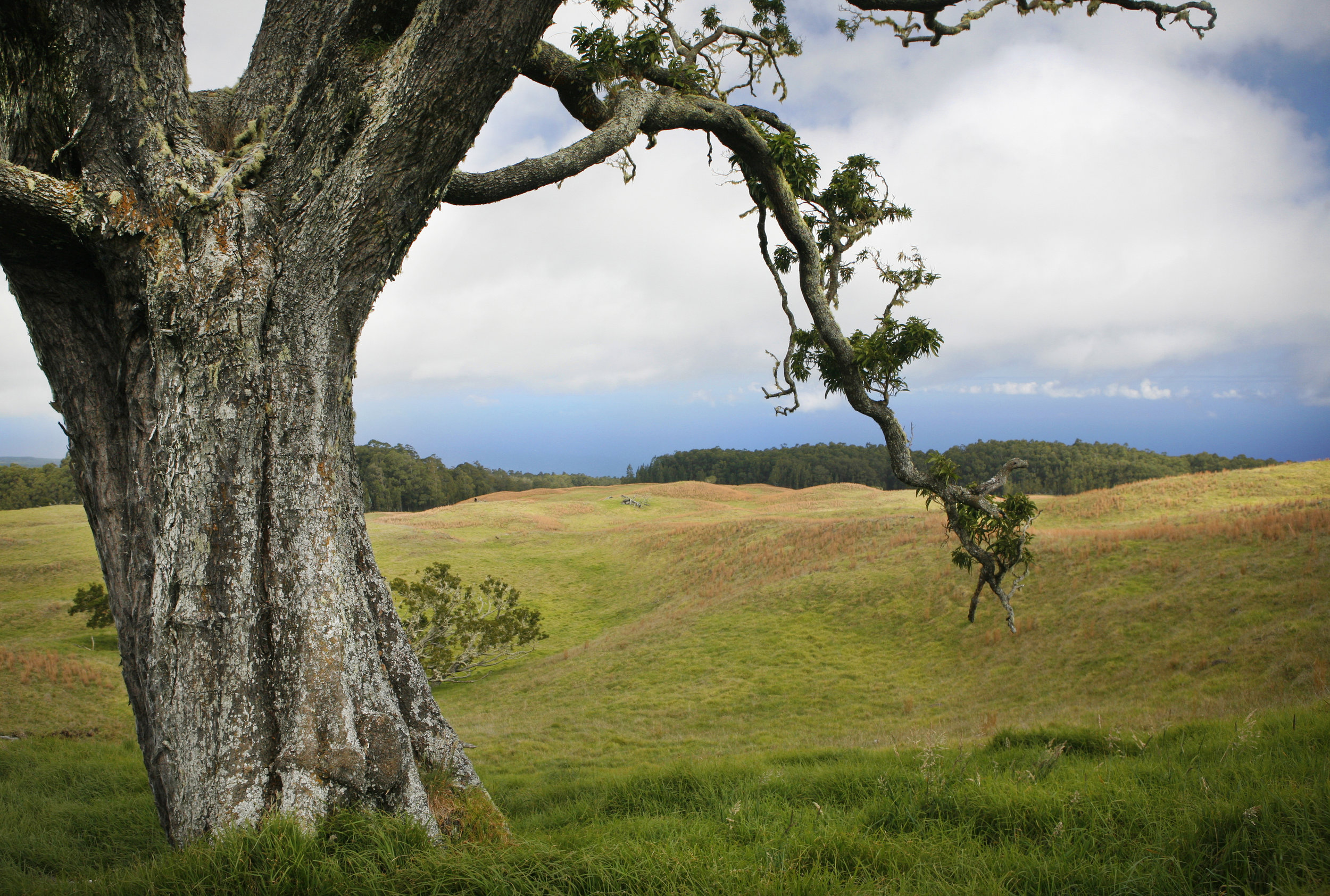 Plant a Tree — Hawaiian Legacy Reforestation Initiative