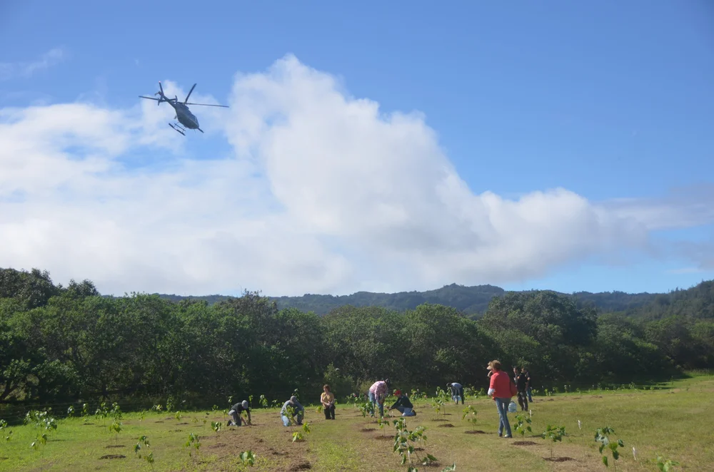 Plant a Tree — Hawaiian Legacy Reforestation Initiative