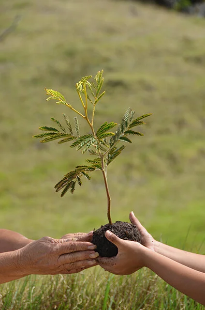 Plant a Tree — Hawaiian Legacy Reforestation Initiative