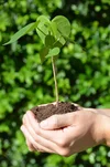 Plant a Tree — Hawaiian Legacy Reforestation Initiative