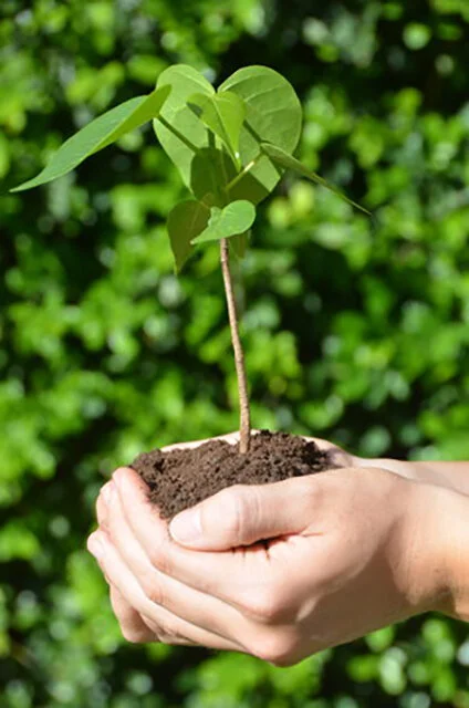 Plant a Tree — Hawaiian Legacy Reforestation Initiative