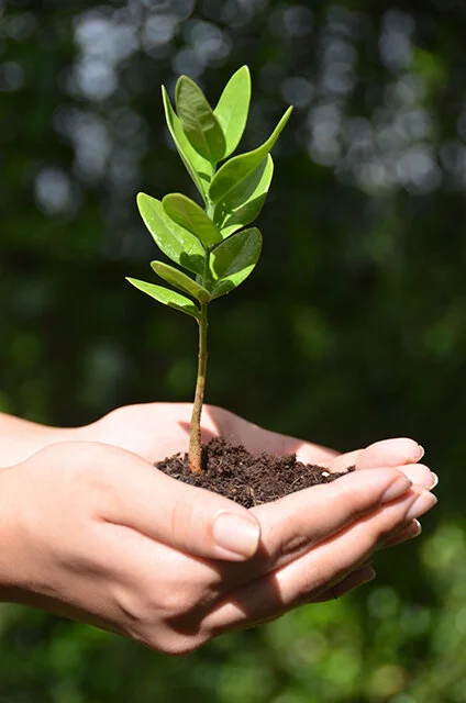 Plant a Tree — Hawaiian Legacy Reforestation Initiative
