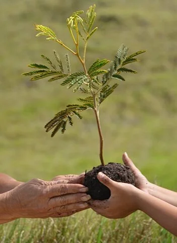 Plant a Tree — Hawaiian Legacy Reforestation Initiative