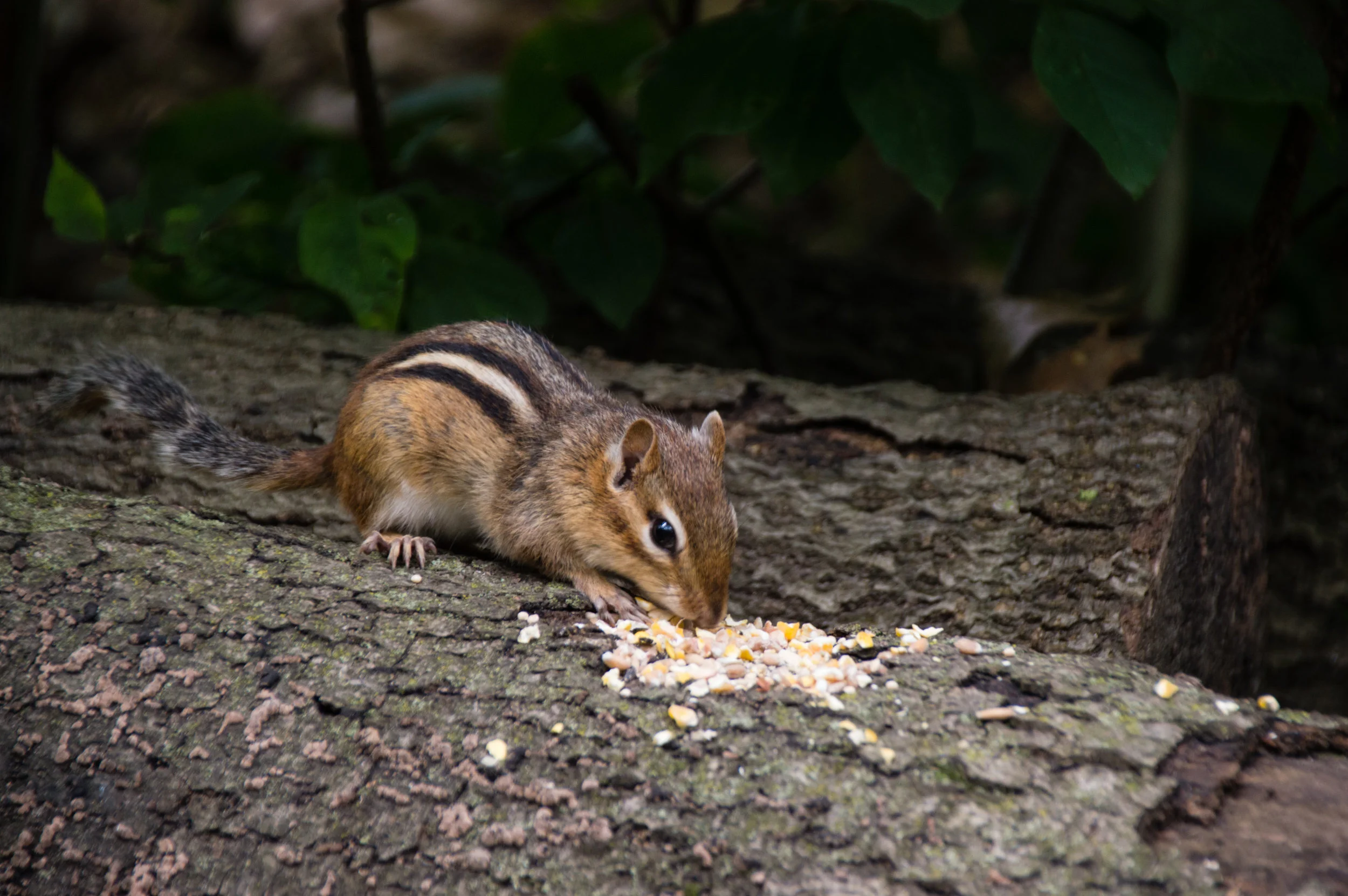 Kortika Kar — Caio Camargo