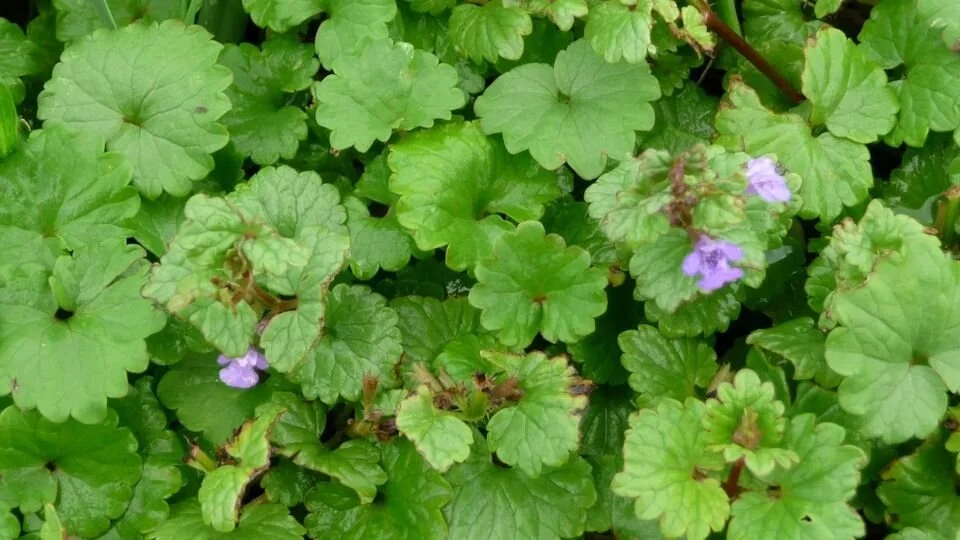 Creeping Charlie (Ground Ivy)- Invasive weed — D&D Excavating and ...