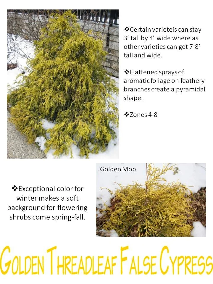 Winter Shrub of Interest- Golden Threadleaf False Cypress — D&D ...