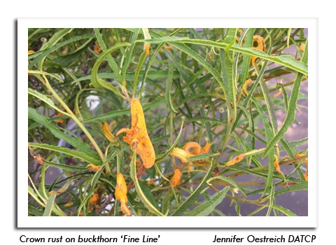 Crown Rust disease — D&D Excavating and Landscape Service, Inc.