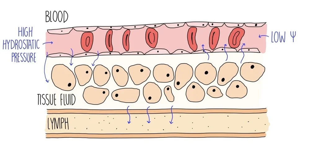 The Circulatory System OCR — the science sauce