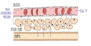 The Circulatory System OCR — the science sauce