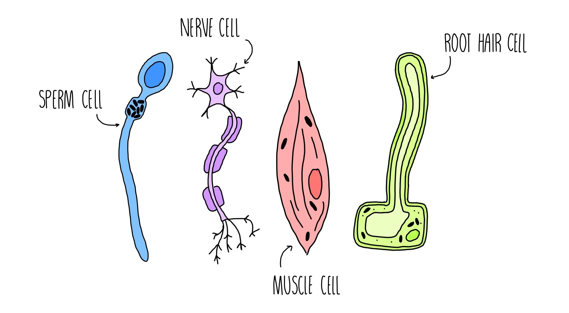 Cell structure* — the science sauce