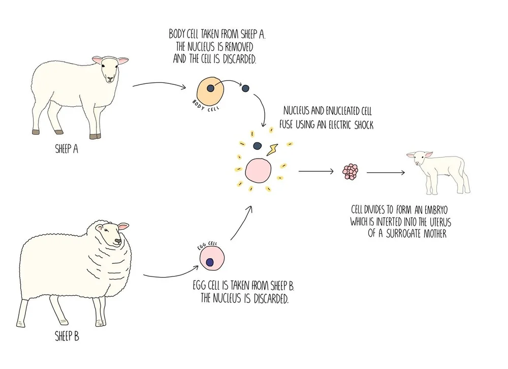 Cloning and Biotechnology OCR — the science sauce
