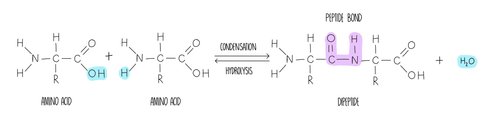 Proteins and Enzymes AQA — the science sauce