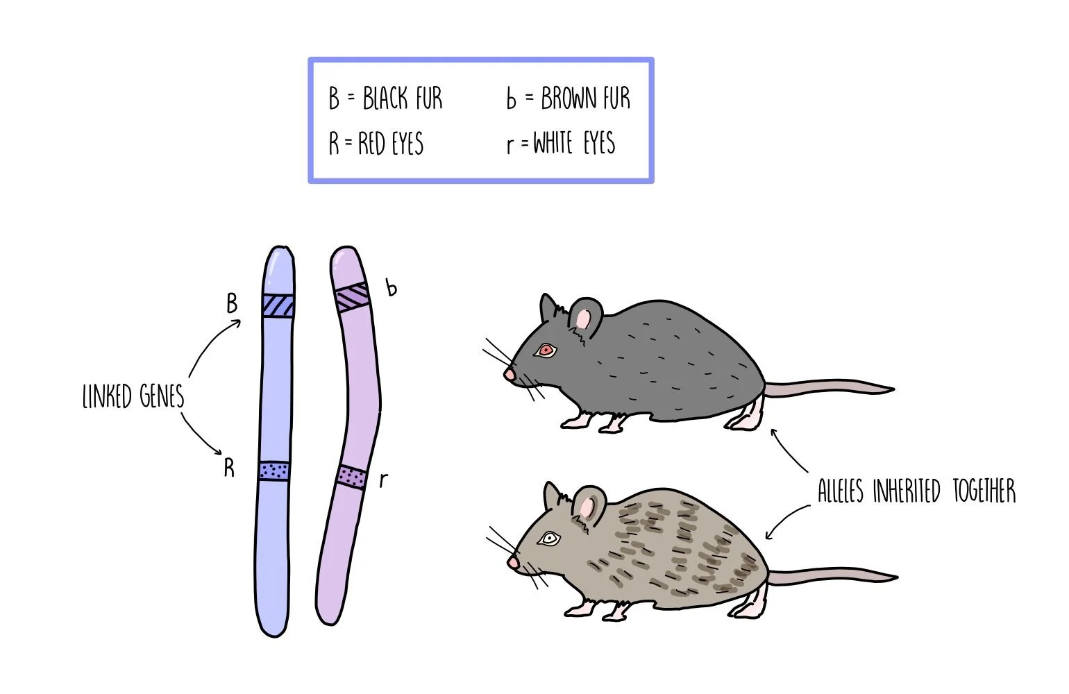 Sexual Reproduction and Meiosis Edexcel A — the science sauce