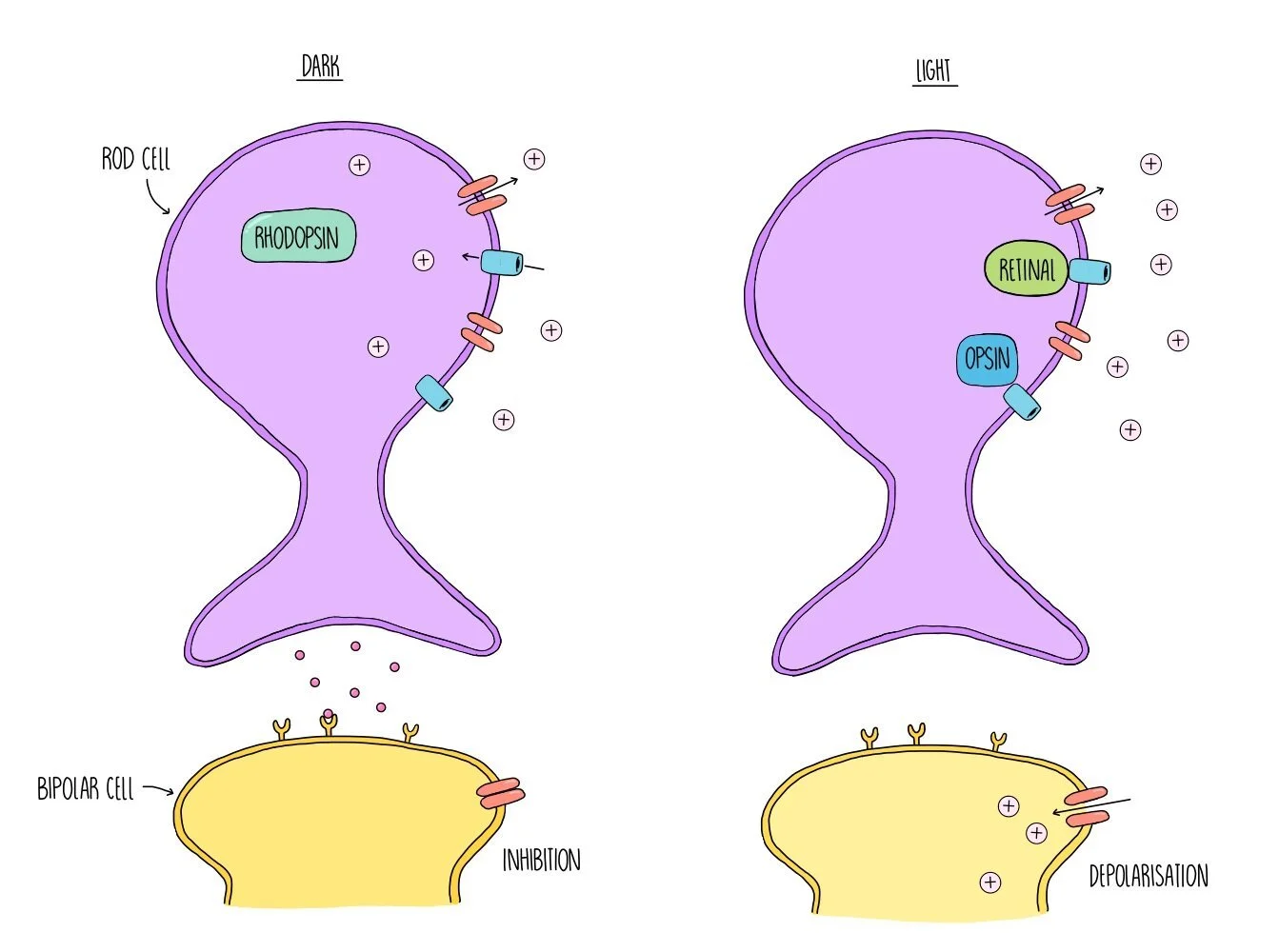 Nervous and Hormonal Communication Edexcel A — the science sauce