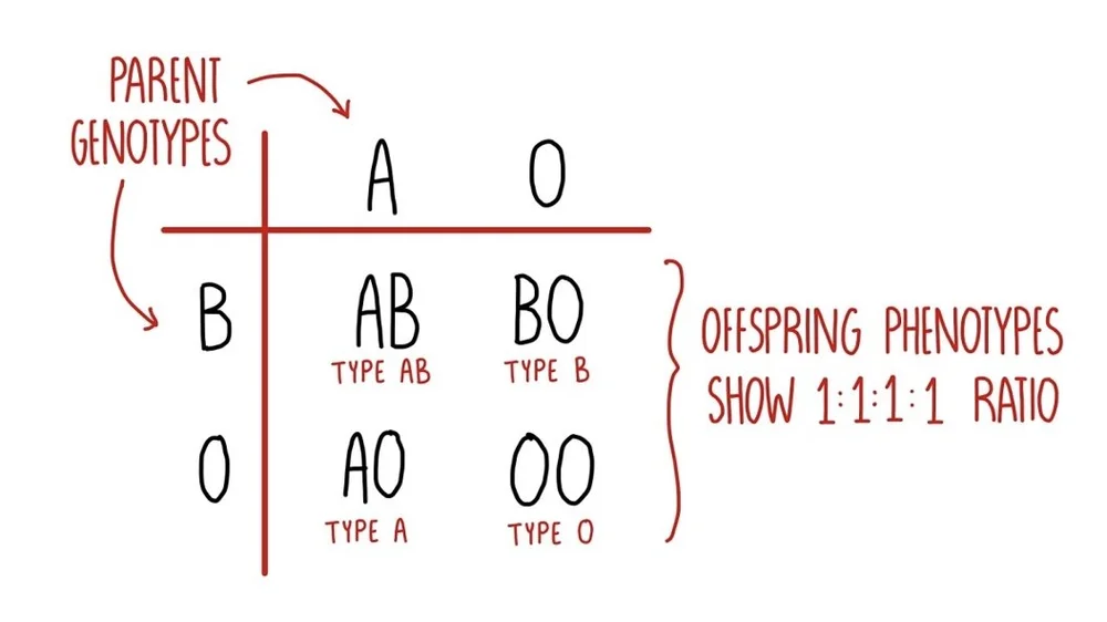 Genetics AQA — the science sauce