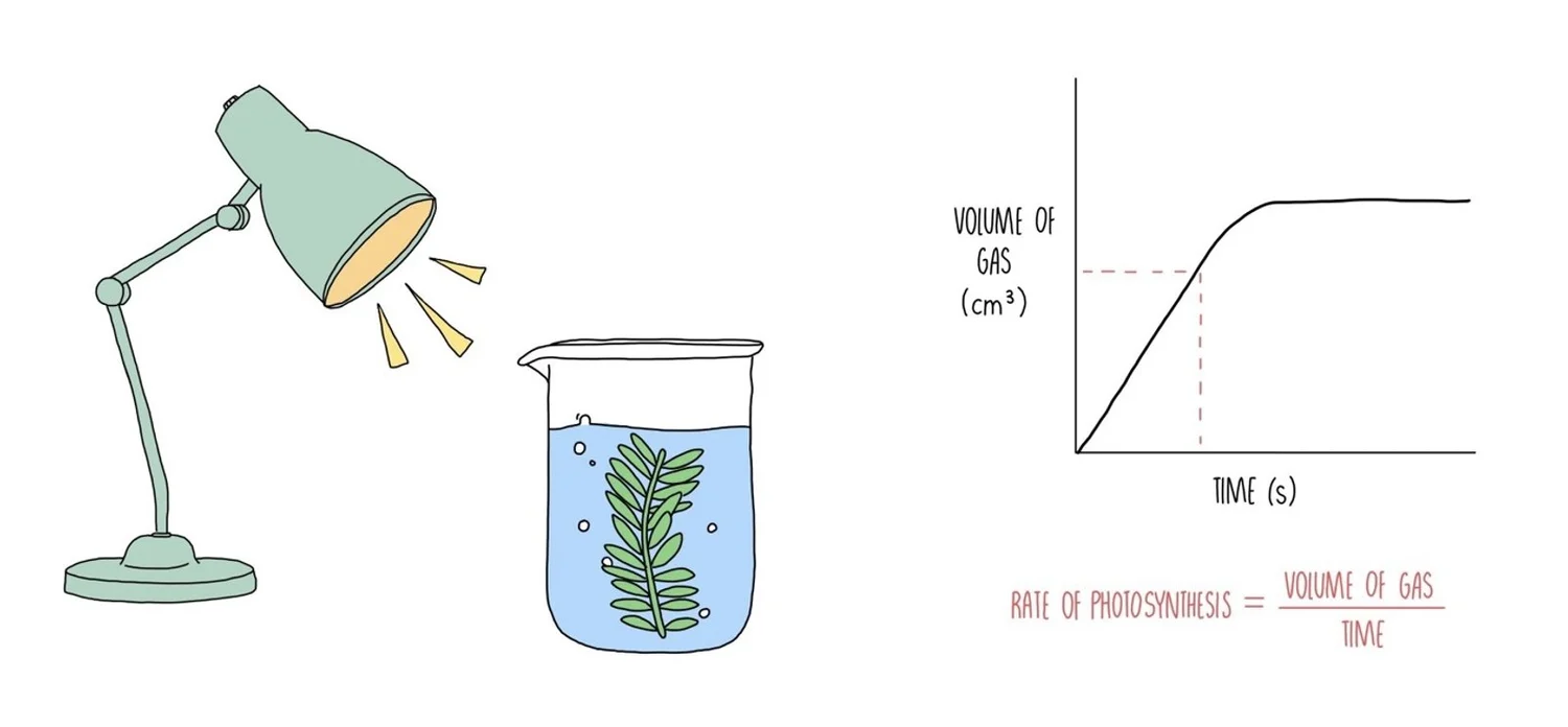 Photosynthesis OCR — the science sauce